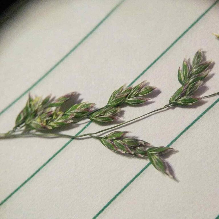 40 Popular Types Of Poaceae Pictorial Guide