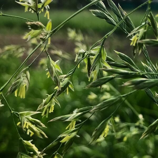 40 Popular Types Of Poaceae Pictorial Guide