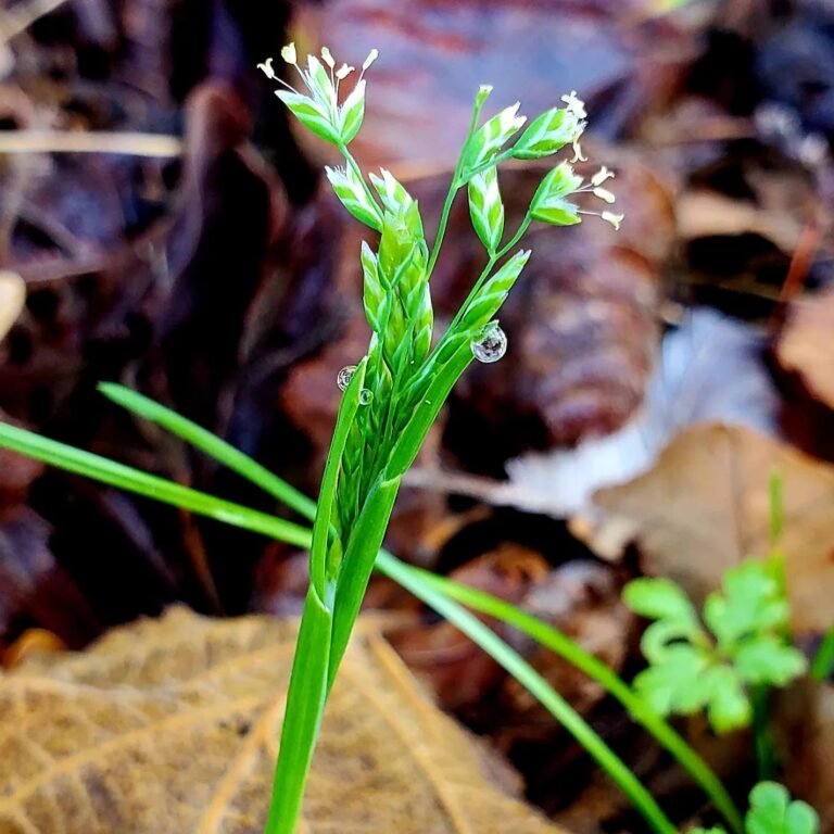 40 Popular Types Of Poaceae Pictorial Guide