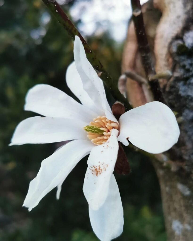 30 Popular Types Of Magnolia Pictorial Guide