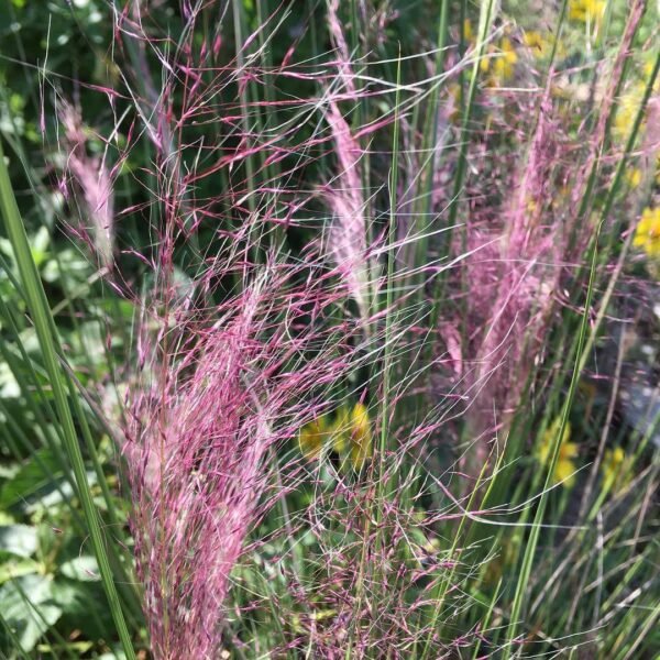 40 Popular Types Of Poaceae Pictorial Guide