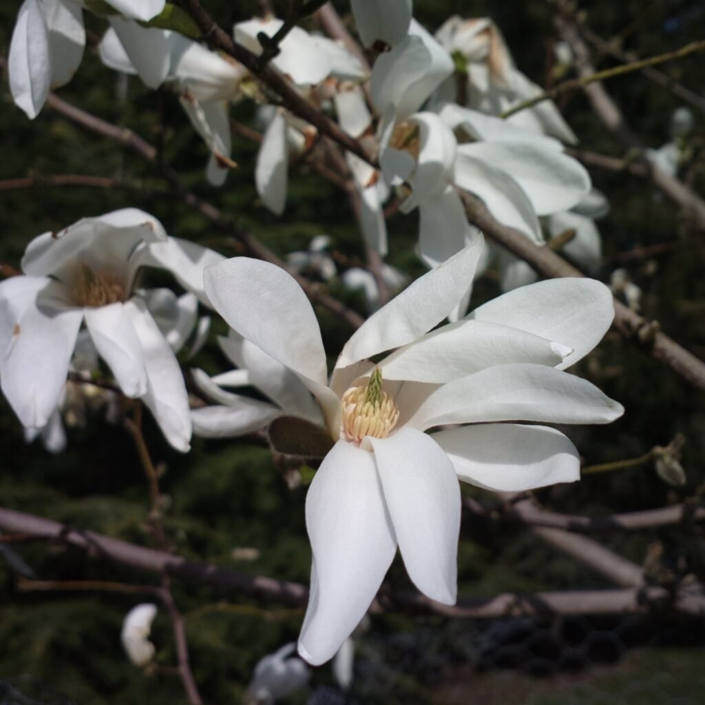 30 Popular Types Of Magnolia Pictorial Guide
