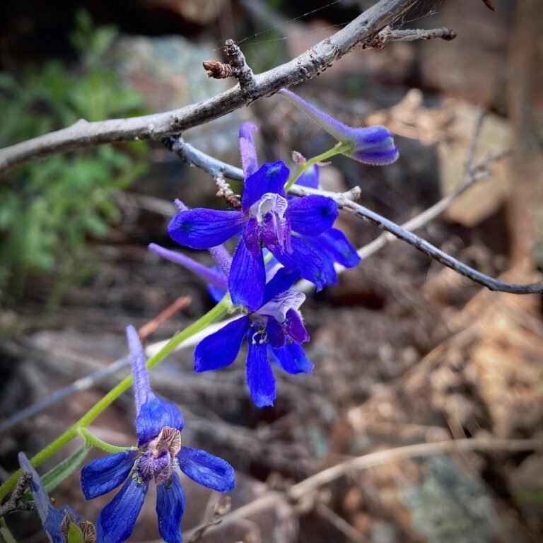 30 Popular Types Of Penstemon Pictorial Guide