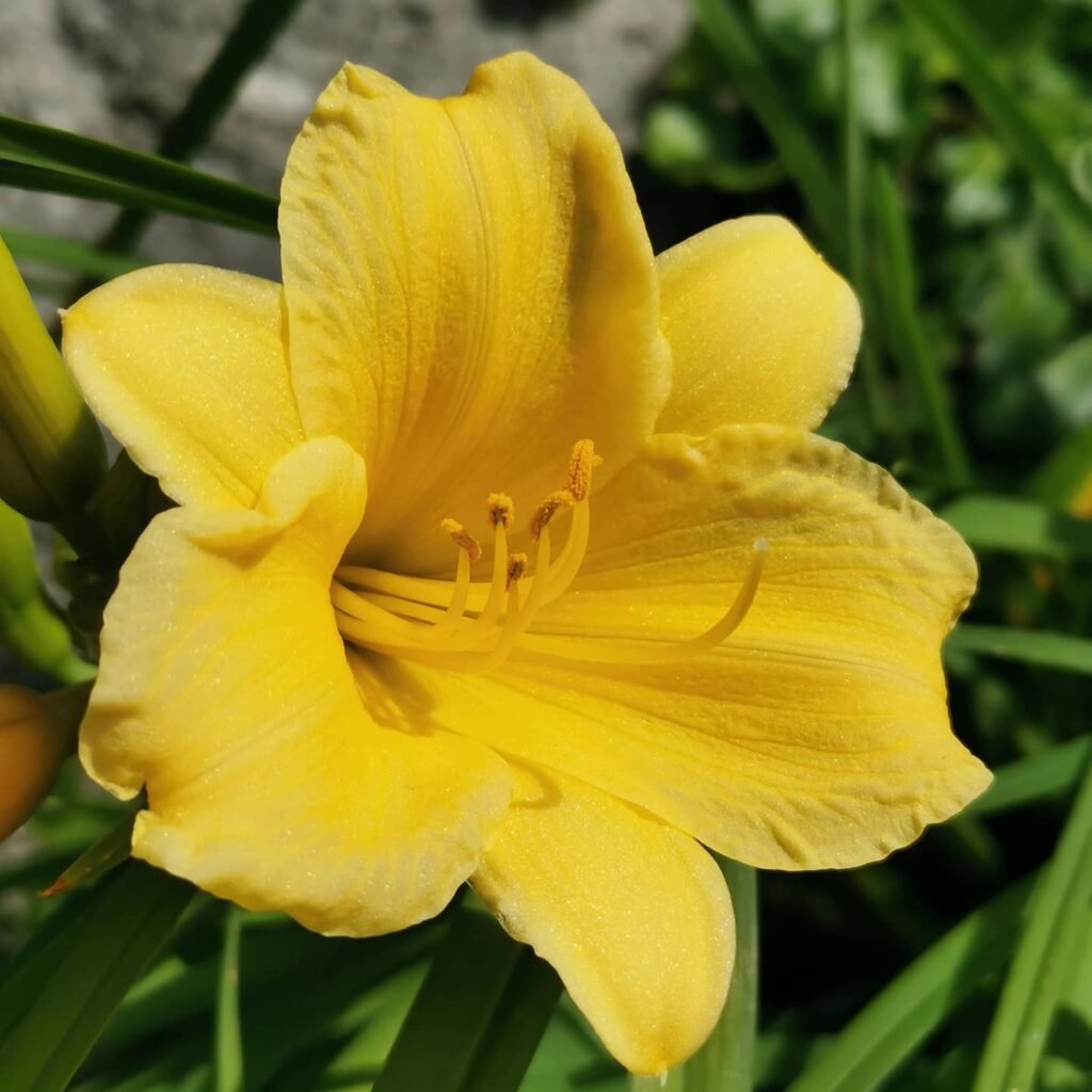 15 Popular Types Of Hemerocallis Pictorial Guide