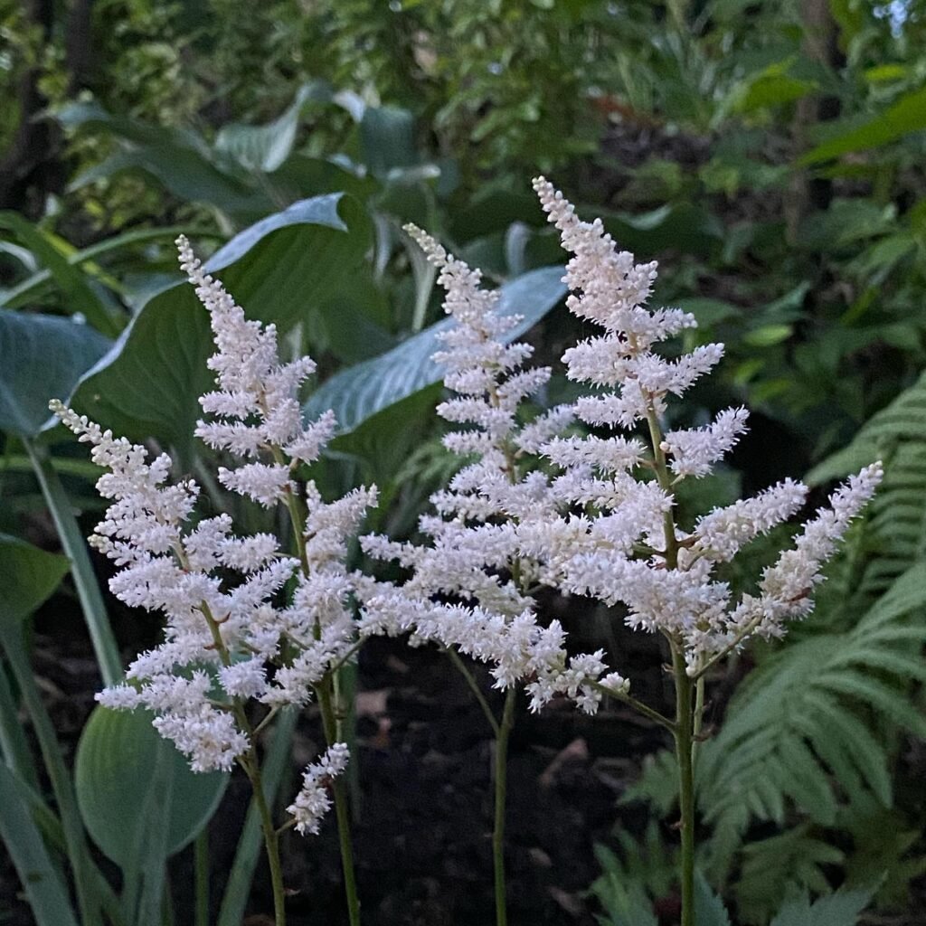 20 Popular Types Of Astilbe Pictorial Guide