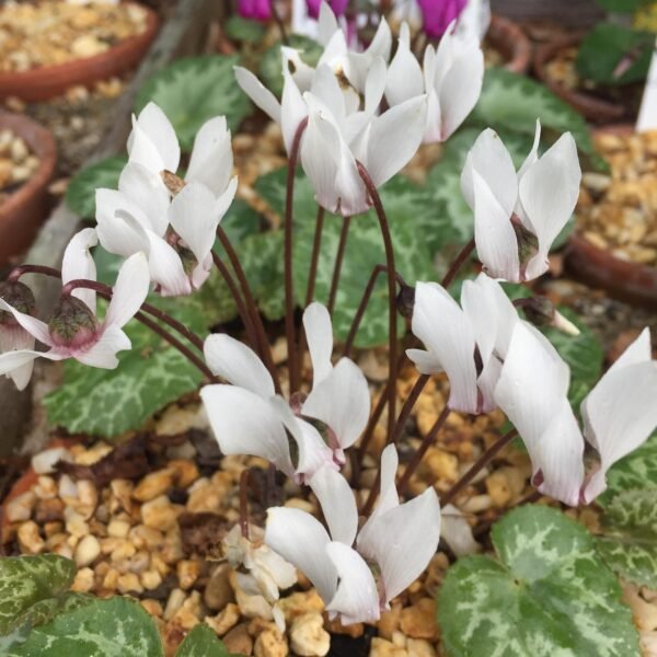 21 Types Of Cyclamen Pictorial Guide