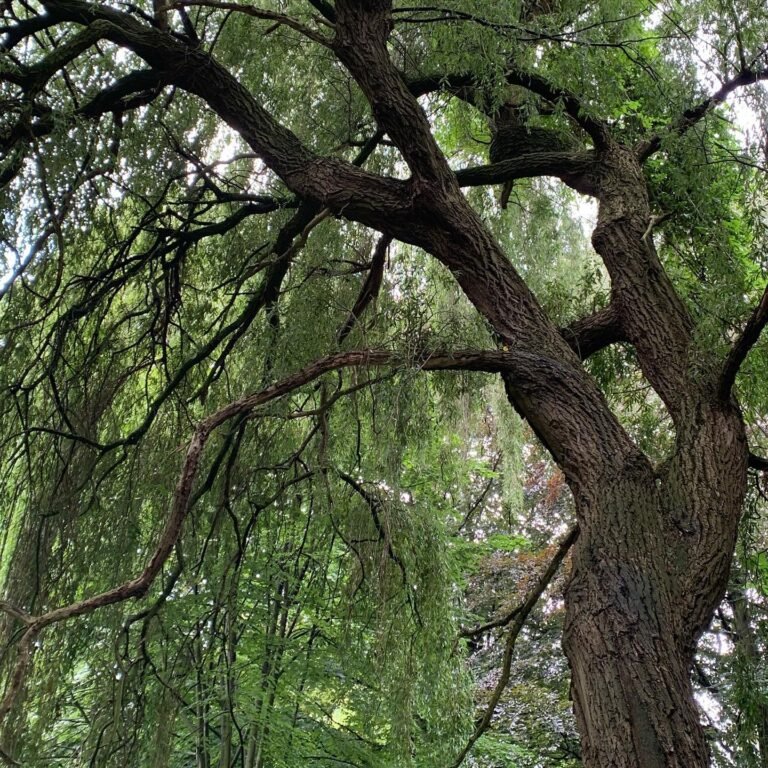 20 Popular Types Of Salix Pictorial Guide
