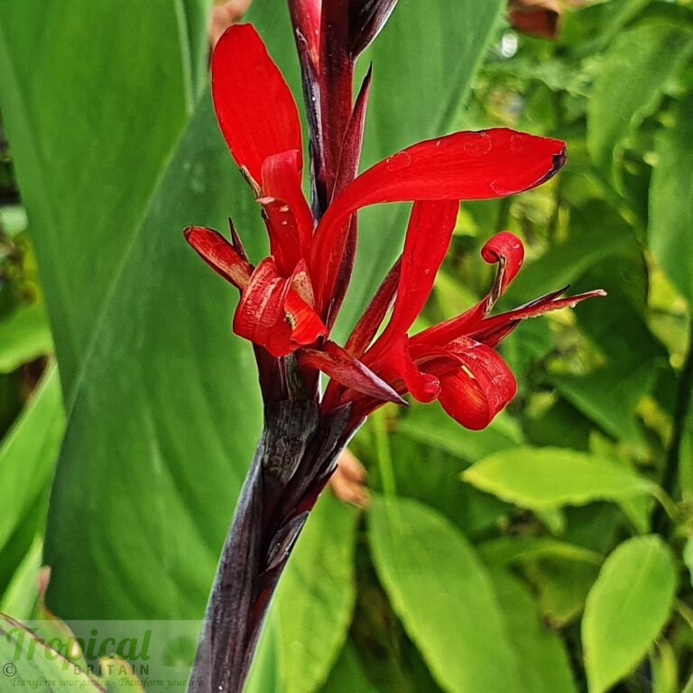 22 Popular Types Of Canna Pictorial Guide