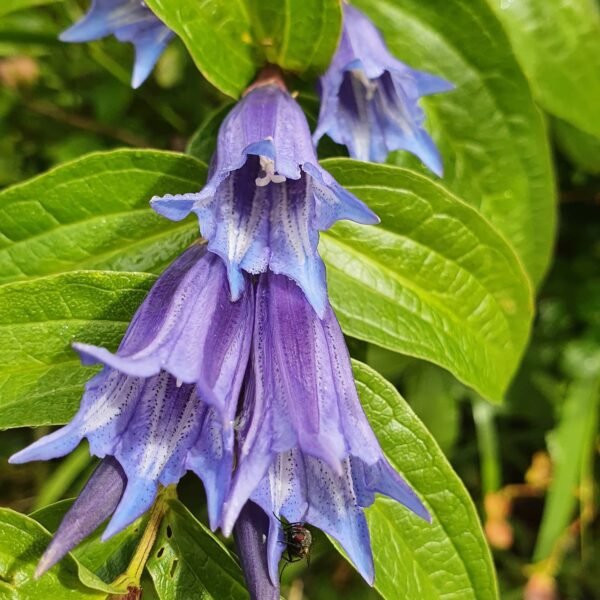 20 Popular Types Of Campanula Pictorial Guide