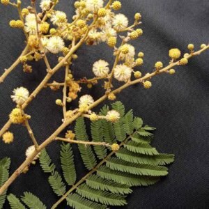 30 Popular Types Of Acacia Pictorial Guide