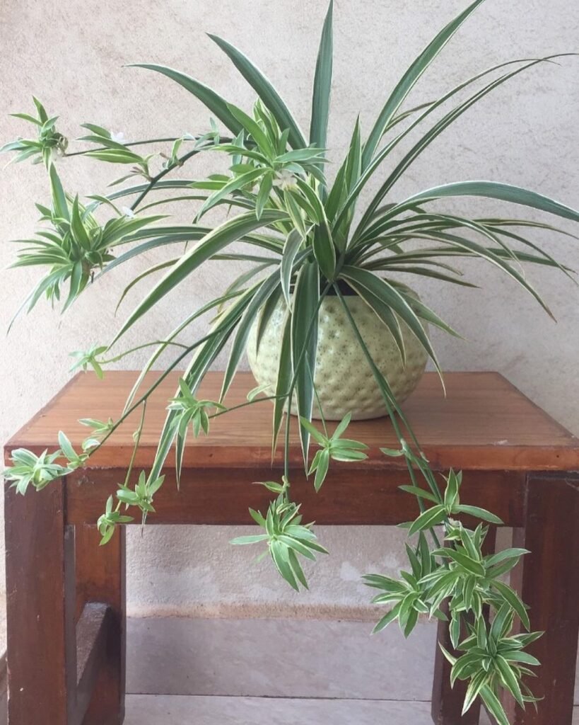 15 Gorgeous Indoor Hanging Plants That Will Elevate Your Decor