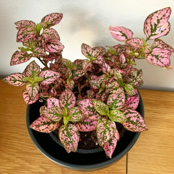 10 Pink Houseplants That Will Boost Your Mood And Reduce Stress
