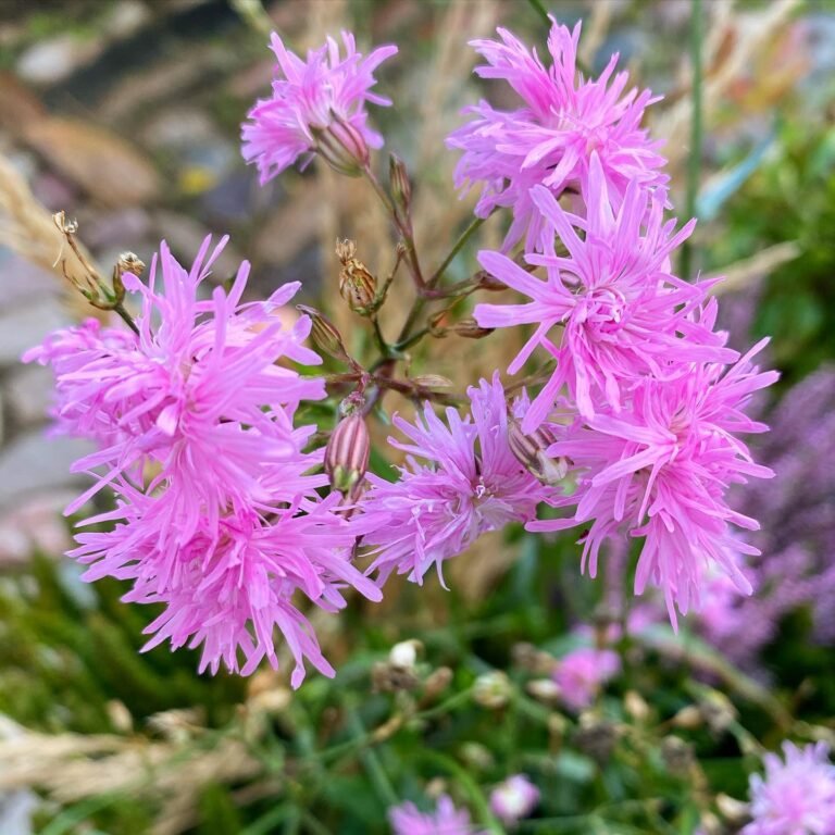 20 Popular Types Of Lychnis Pictorial Guide