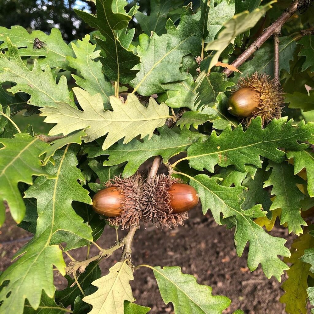 25 Popular Types of Quercus Pictorial Guide
