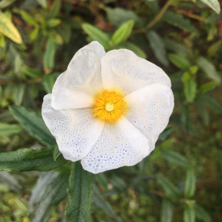 20 Popular Types Of Cistus Pictorial Guide