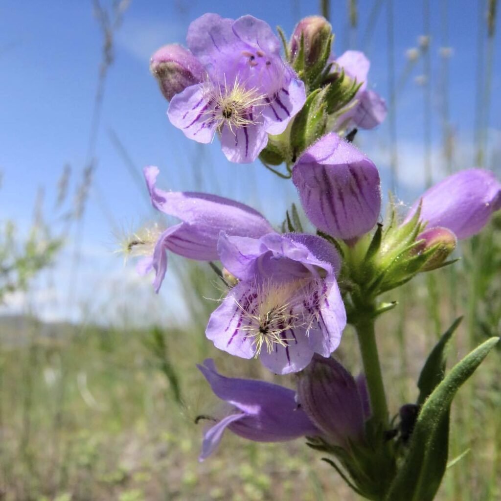 30 Popular Types Of Penstemon Pictorial Guide