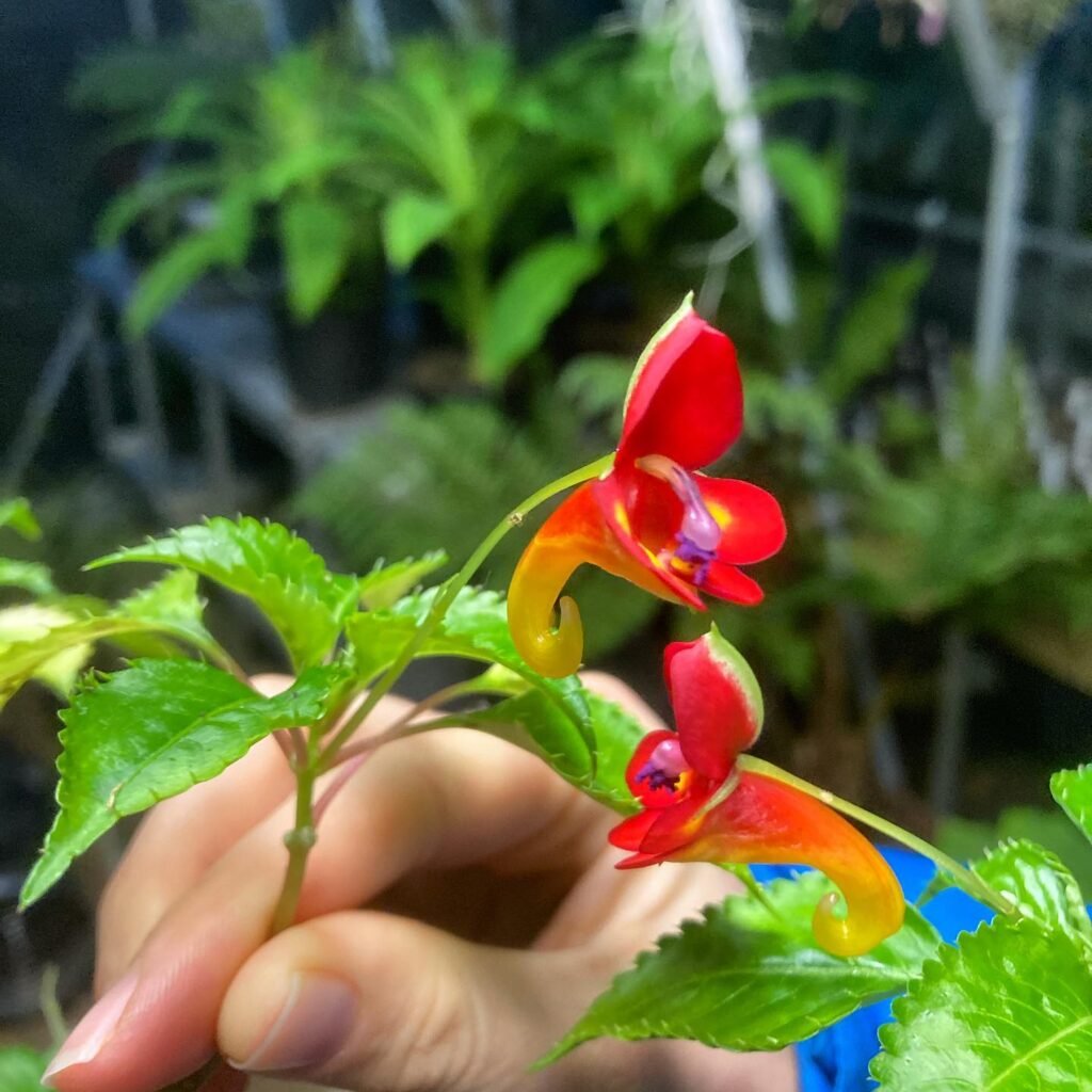 29 Popular Types Of Impatiens Pictorial Guide
