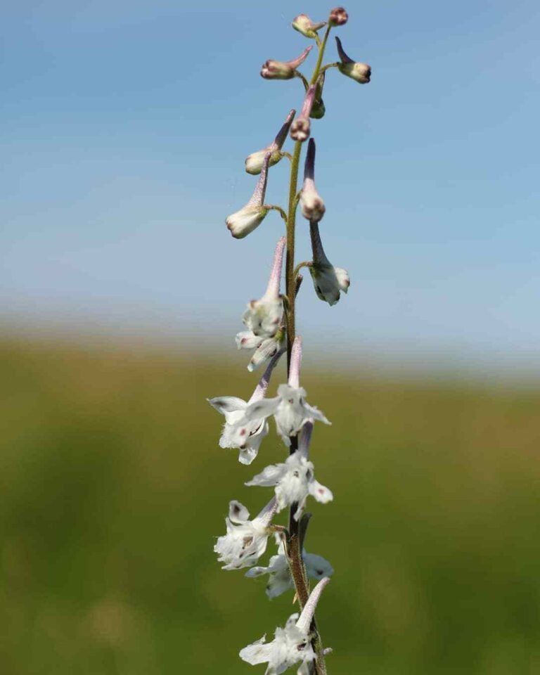 30 Popular Types Of Delphinium Pictorial Guide