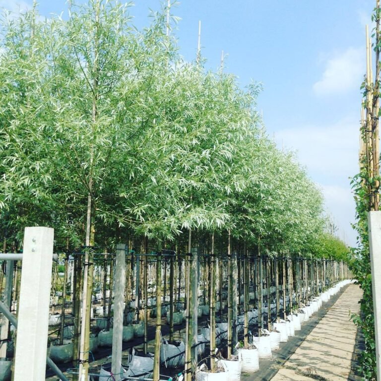 20 Popular Types Of Salix Pictorial Guide