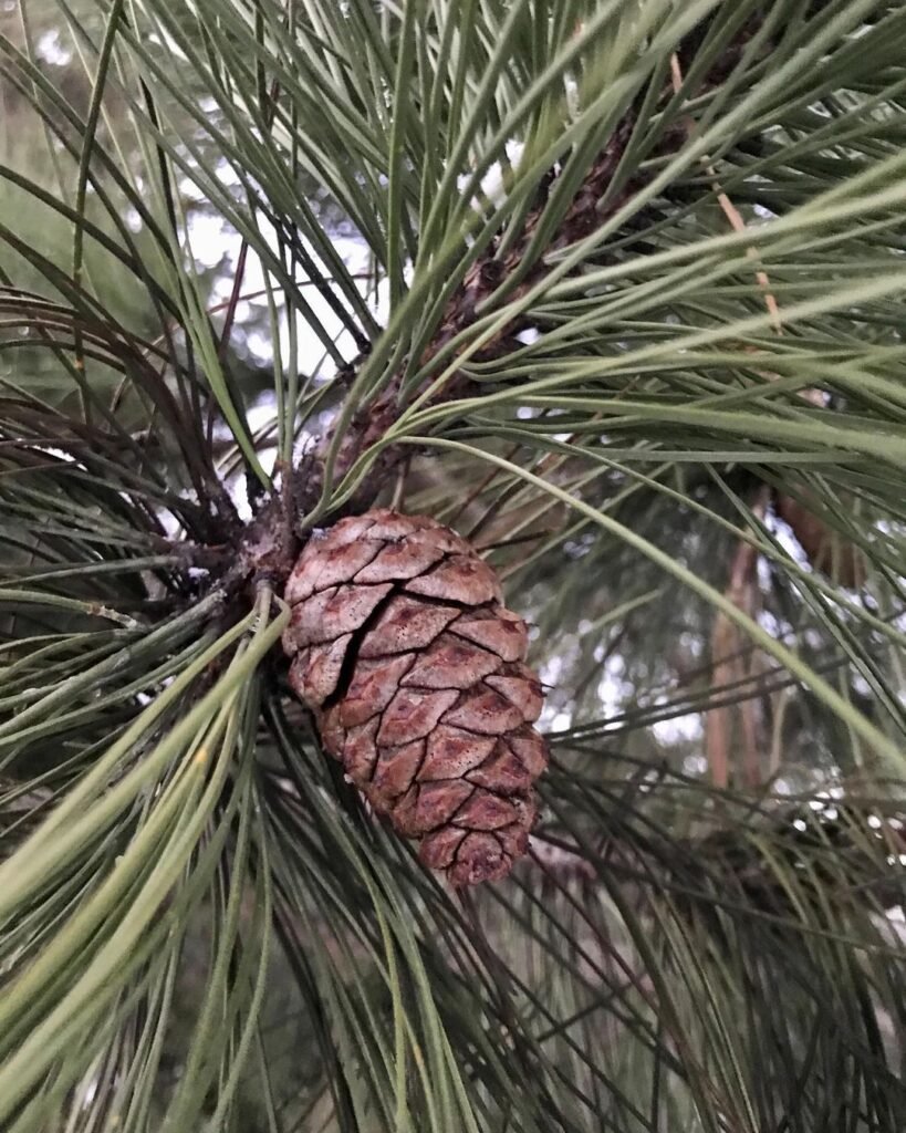 40 Popular Types Of Pinus Pictorial Guide