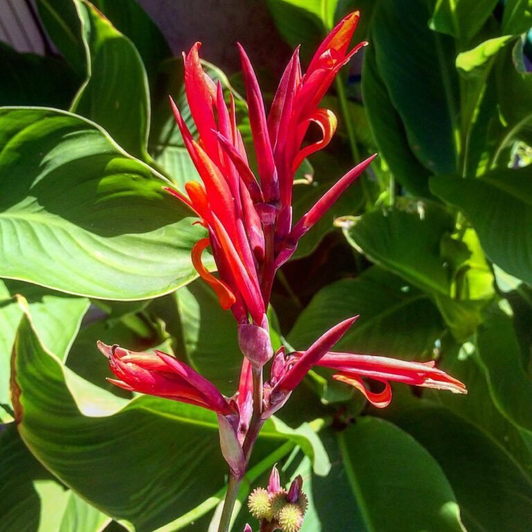 22 Popular Types Of Canna Pictorial Guide