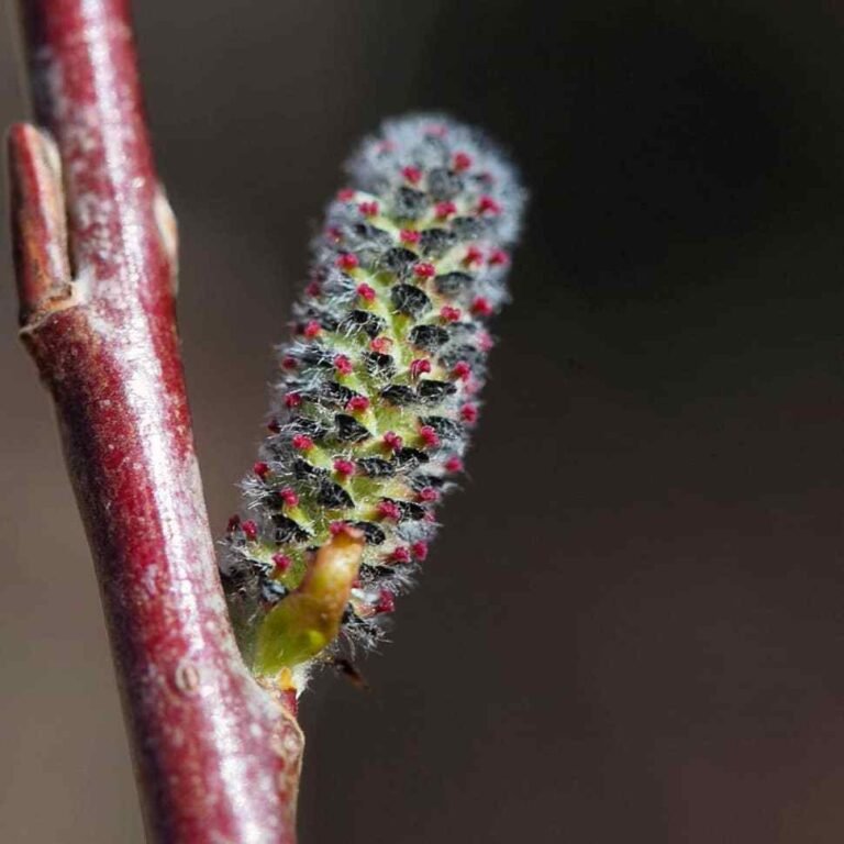 20 Popular Types Of Salix Pictorial Guide