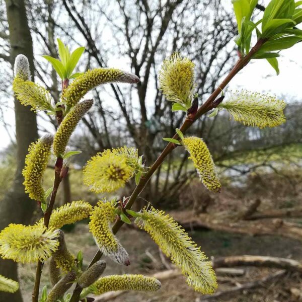 20 Popular Types Of Salix Pictorial Guide