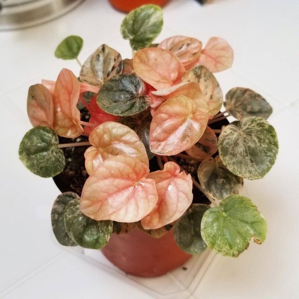10 Pink Houseplants That Will Boost Your Mood And Reduce Stress