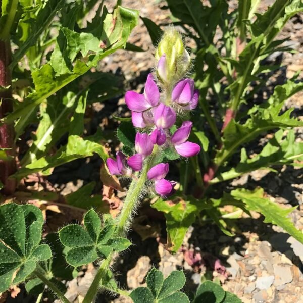 20 Popular Types Of Lupinus Pictorial Guide