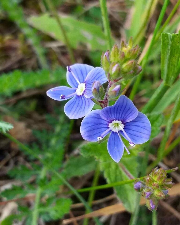 30 Popular Types Of Veronica Pictorial Guide
