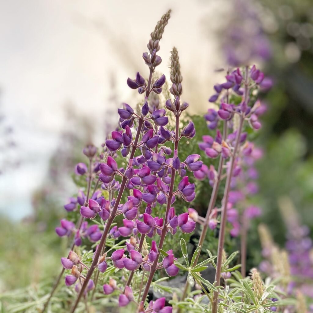 20 Popular Types Of Lupinus Pictorial Guide