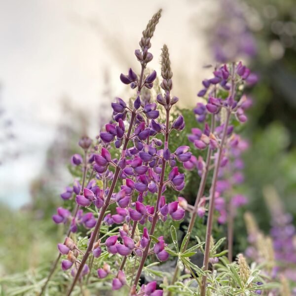 20 Popular Types Of Lupinus Pictorial Guide