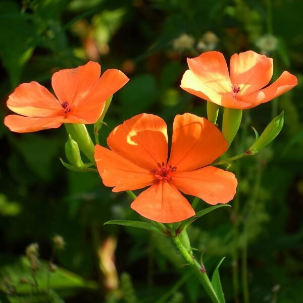 20 Popular Types Of Lychnis Pictorial Guide