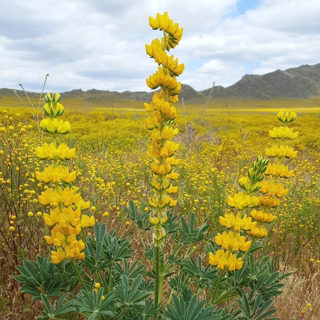 20 Popular Types Of Lupinus Pictorial Guide