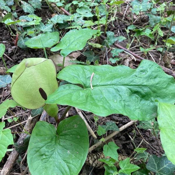 18 Popular Types Of Arum Pictorial Guide