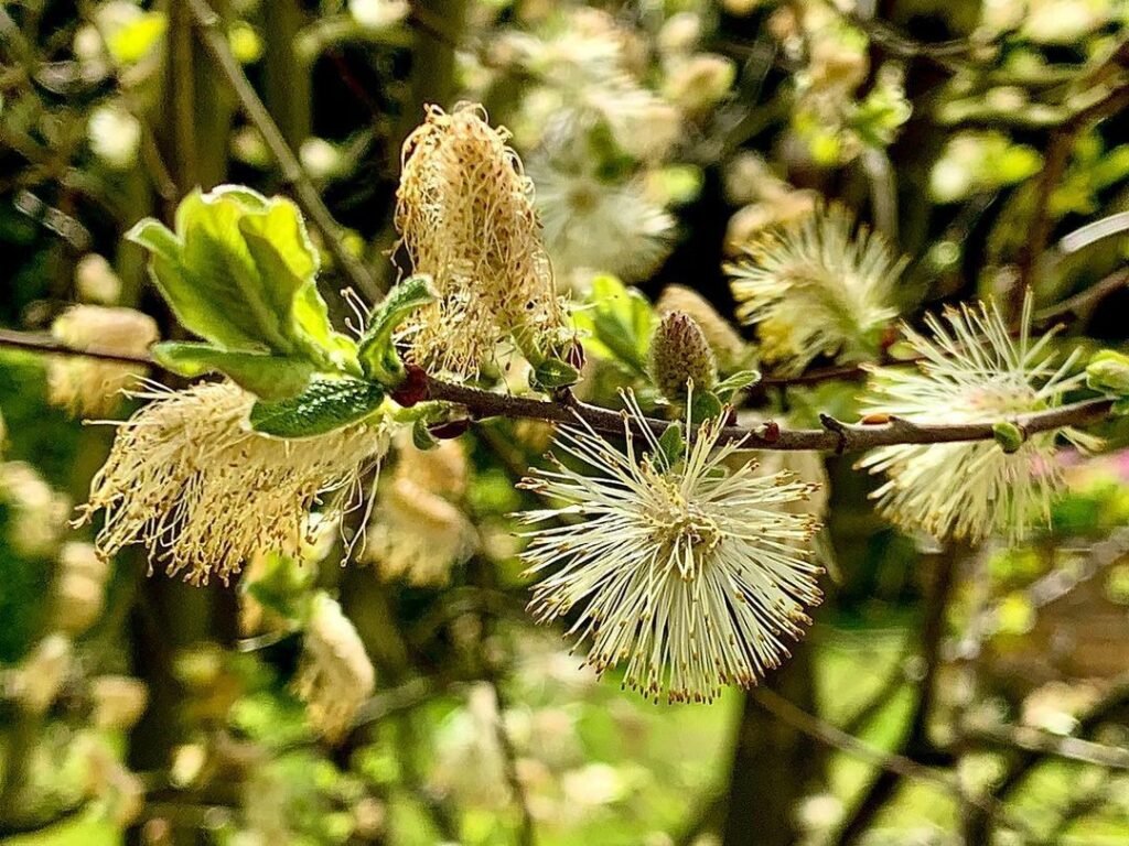 20 Popular Types Of Salix Pictorial Guide