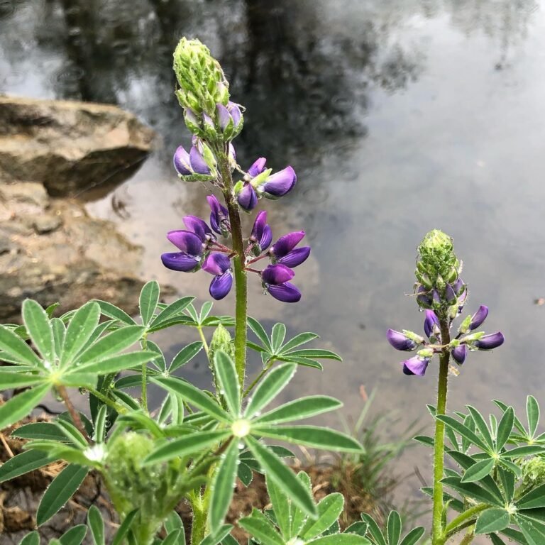20 Popular Types Of Lupinus Pictorial Guide