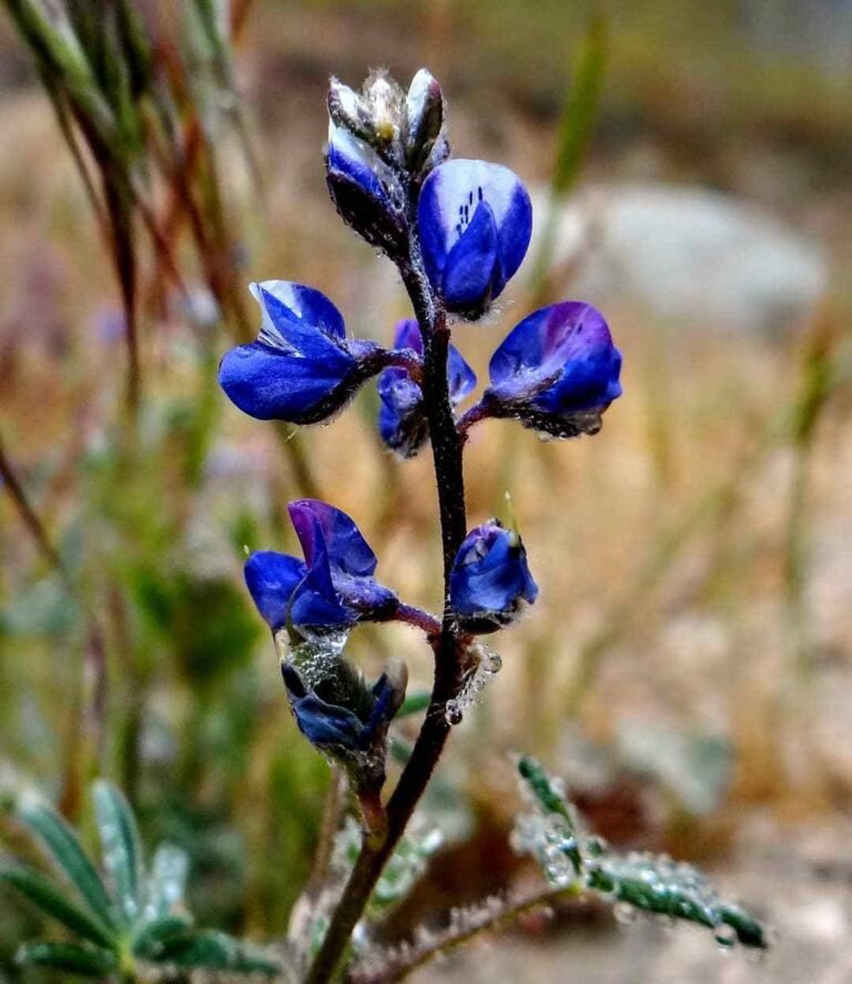 20 Popular Types Of Lupinus Pictorial Guide
