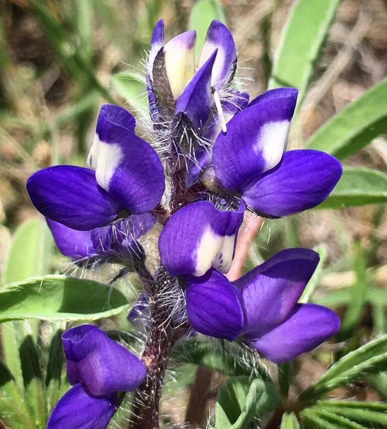 20 Popular Types Of Lupinus Pictorial Guide