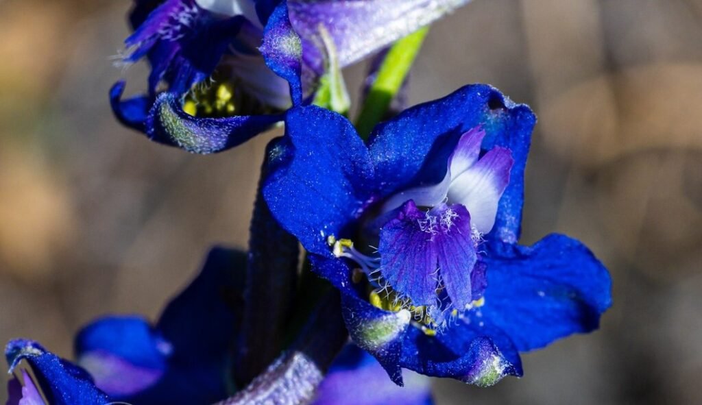 30 Popular Types Of Delphinium Pictorial Guide