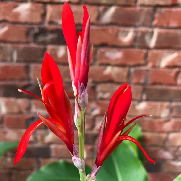 22 Popular Types Of Canna Pictorial Guide