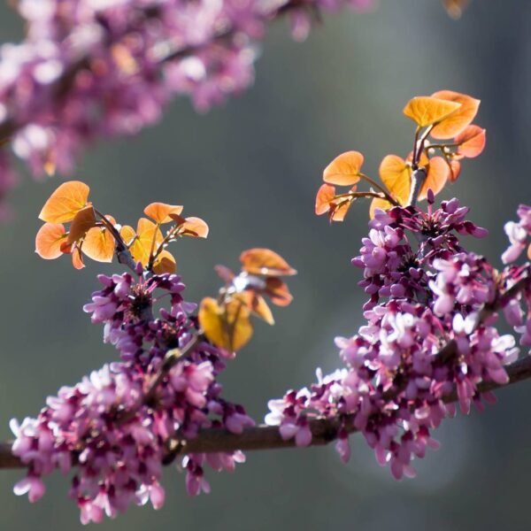 15 Popular Types Of Cercis Pictorial Guide