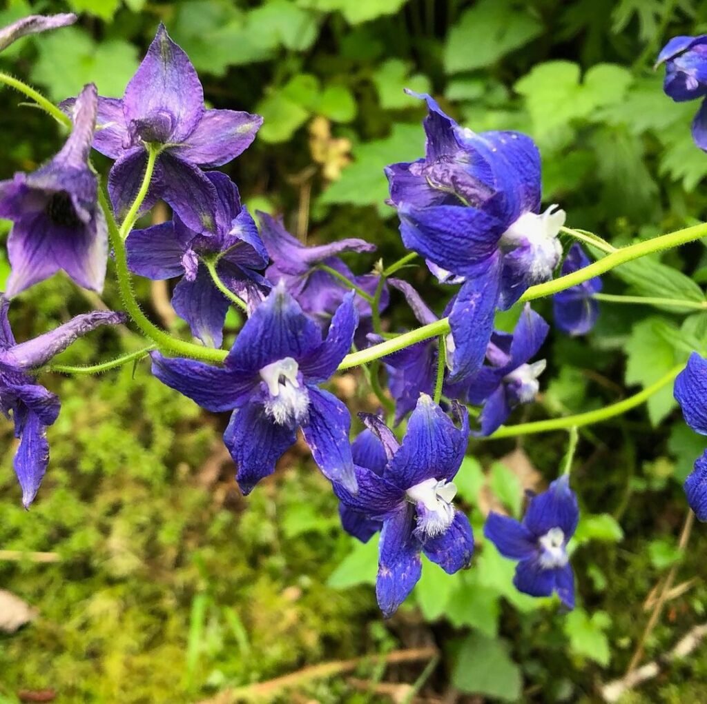 30 Popular Types Of Delphinium Pictorial Guide
