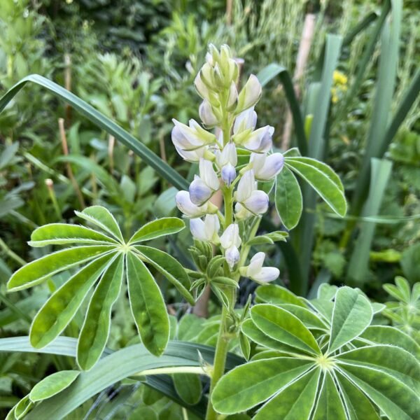 20 Popular Types Of Lupinus Pictorial Guide