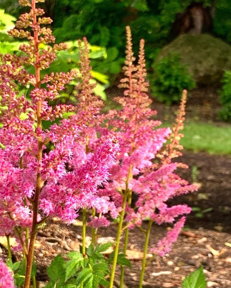 20 Popular Types Of Astilbe Pictorial Guide