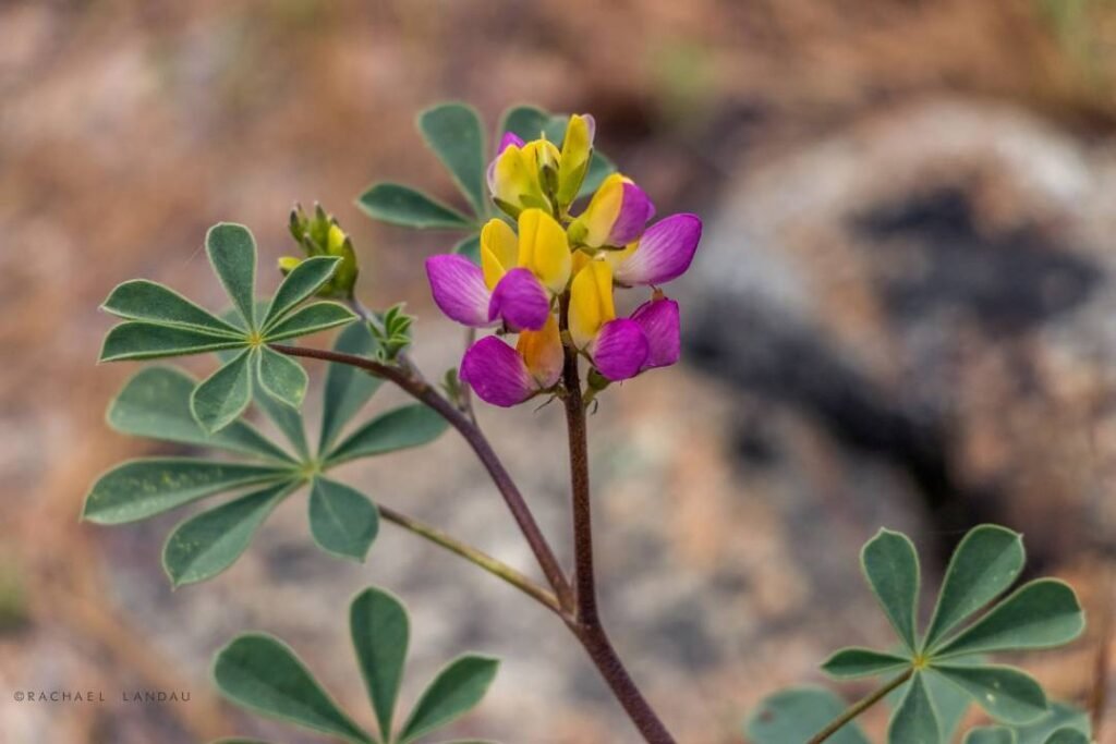 20 Popular Types Of Lupinus Pictorial Guide