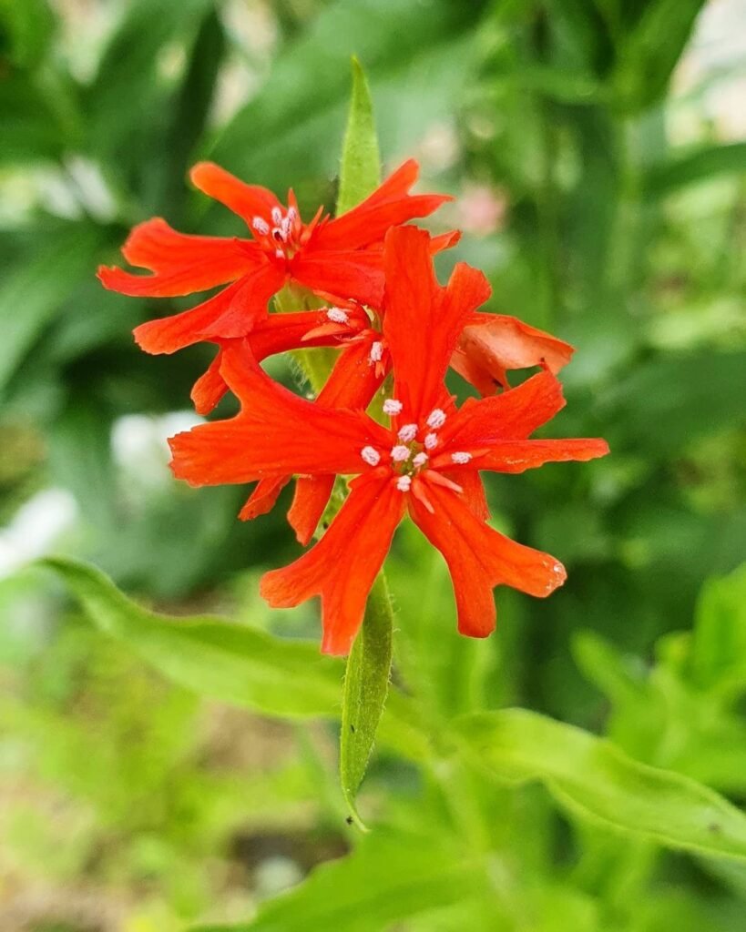 20 Popular Types Of Lychnis Pictorial Guide