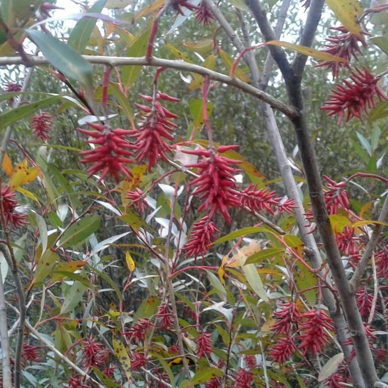 20 Popular Types Of Salix Pictorial Guide