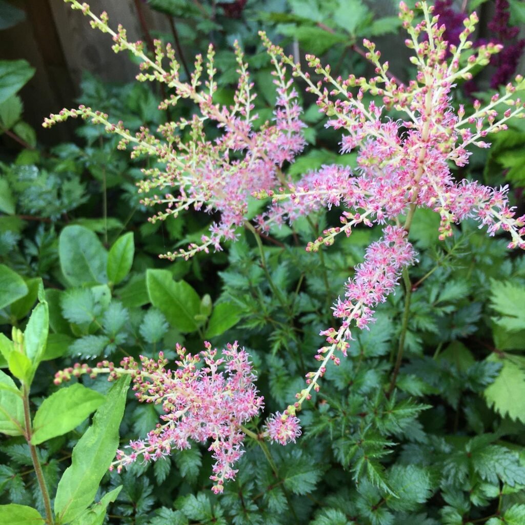 20 Popular Types Of Astilbe Pictorial Guide