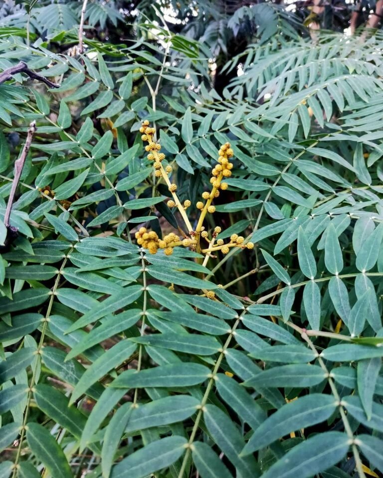 30 Popular Types Of Acacia Pictorial Guide